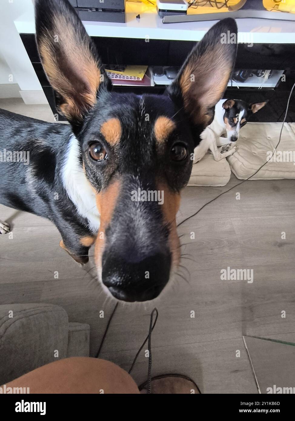 Perro mirando a la cámara hi-res stock photography and images - Alamy