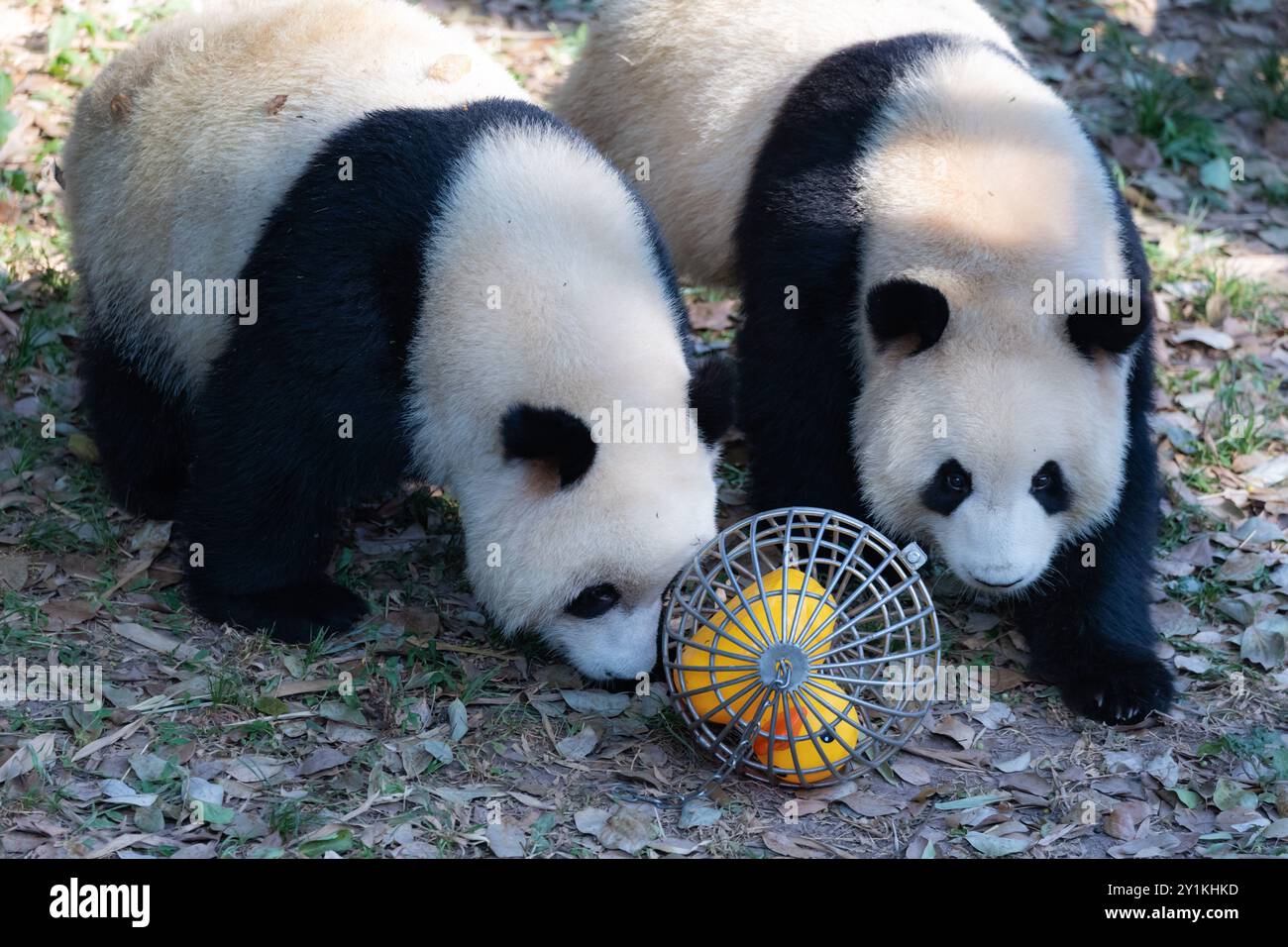 CHONGQING, CHINA - SEPTEMBER 7, 2024 - Giant pandas Yu Ke and Yu Ai ...