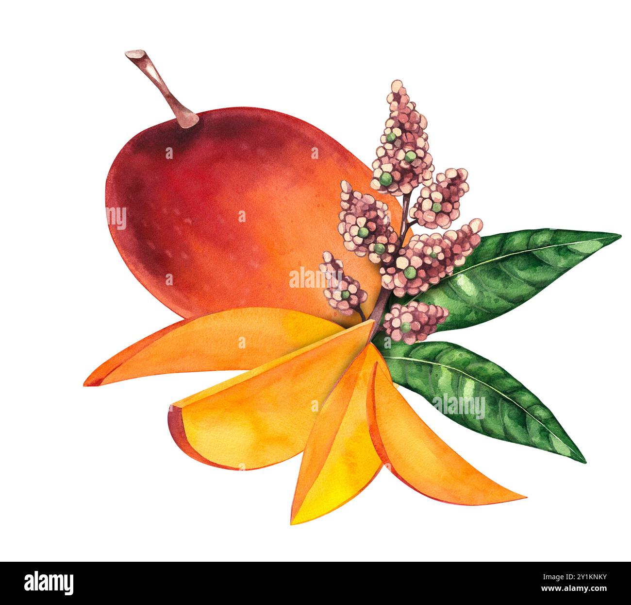 Watercolor mango Mangifera group of objects Stock Photo - Alamy