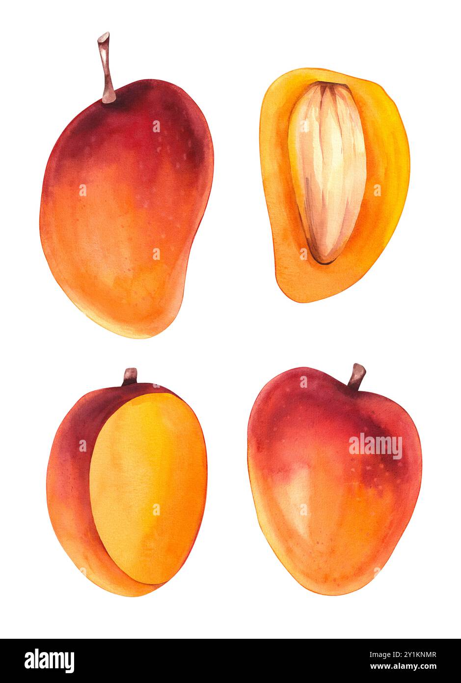 Watercolor mango Mangifera group of objects Stock Photo - Alamy