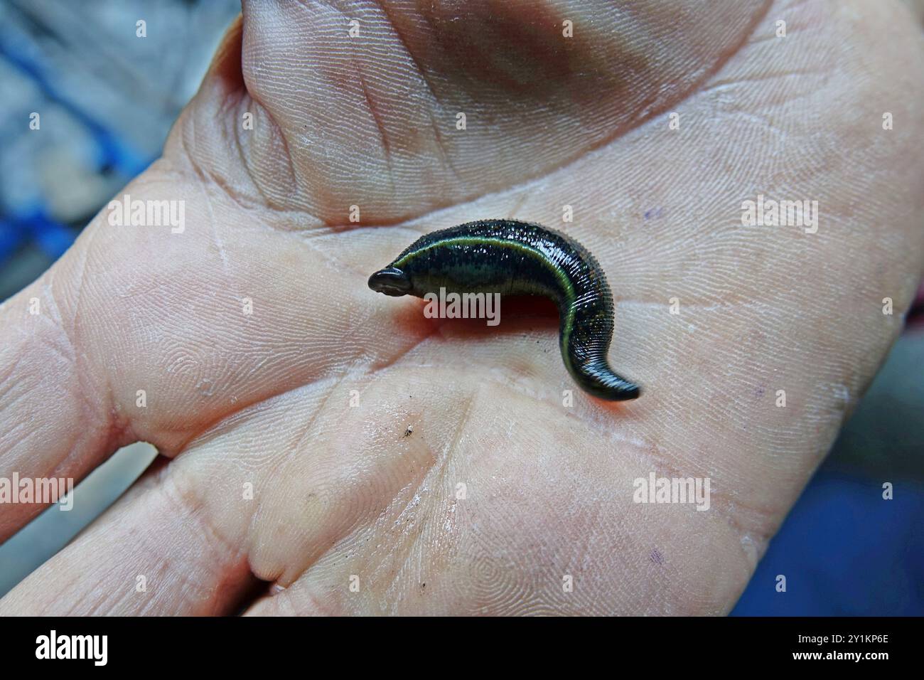 Leeches medicine hi-res stock photography and images - Alamy