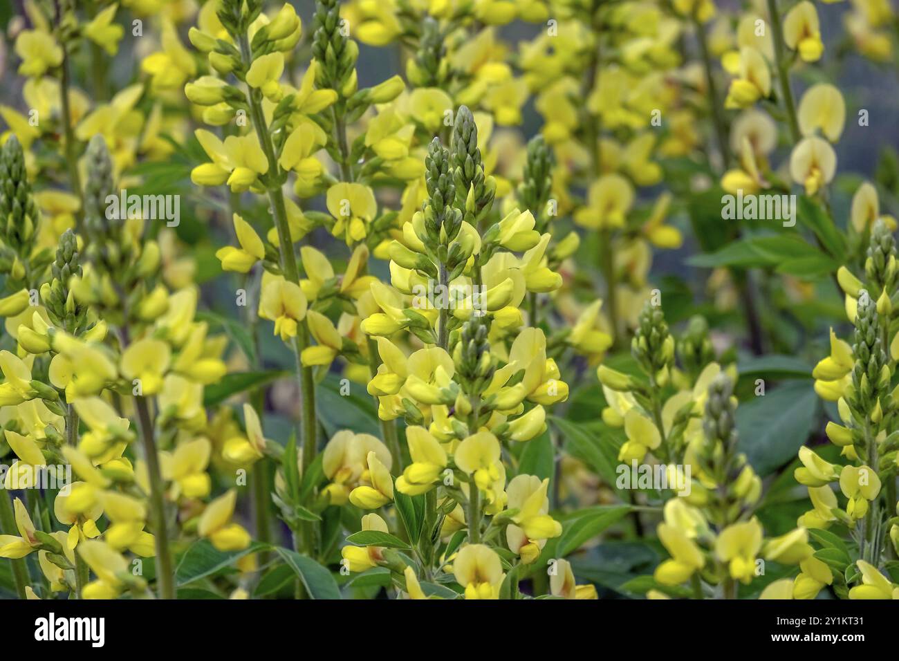 Fox bean (hermopsis chinensis), Netherlands Stock Photo - Alamy