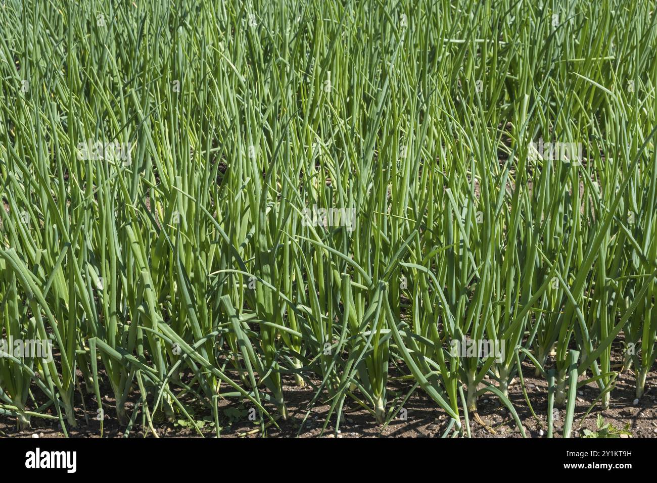 Common onions (Allium cepa), in a bed, vegetable patch, garden bed ...