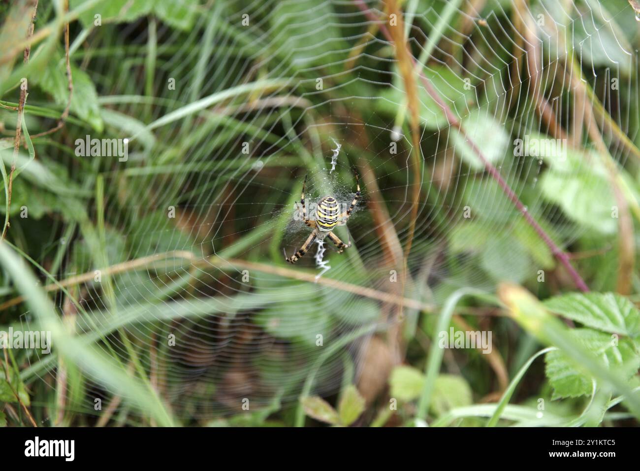 Wasp spider (Argiope bruennichi), female, spider web, meadow, The ...