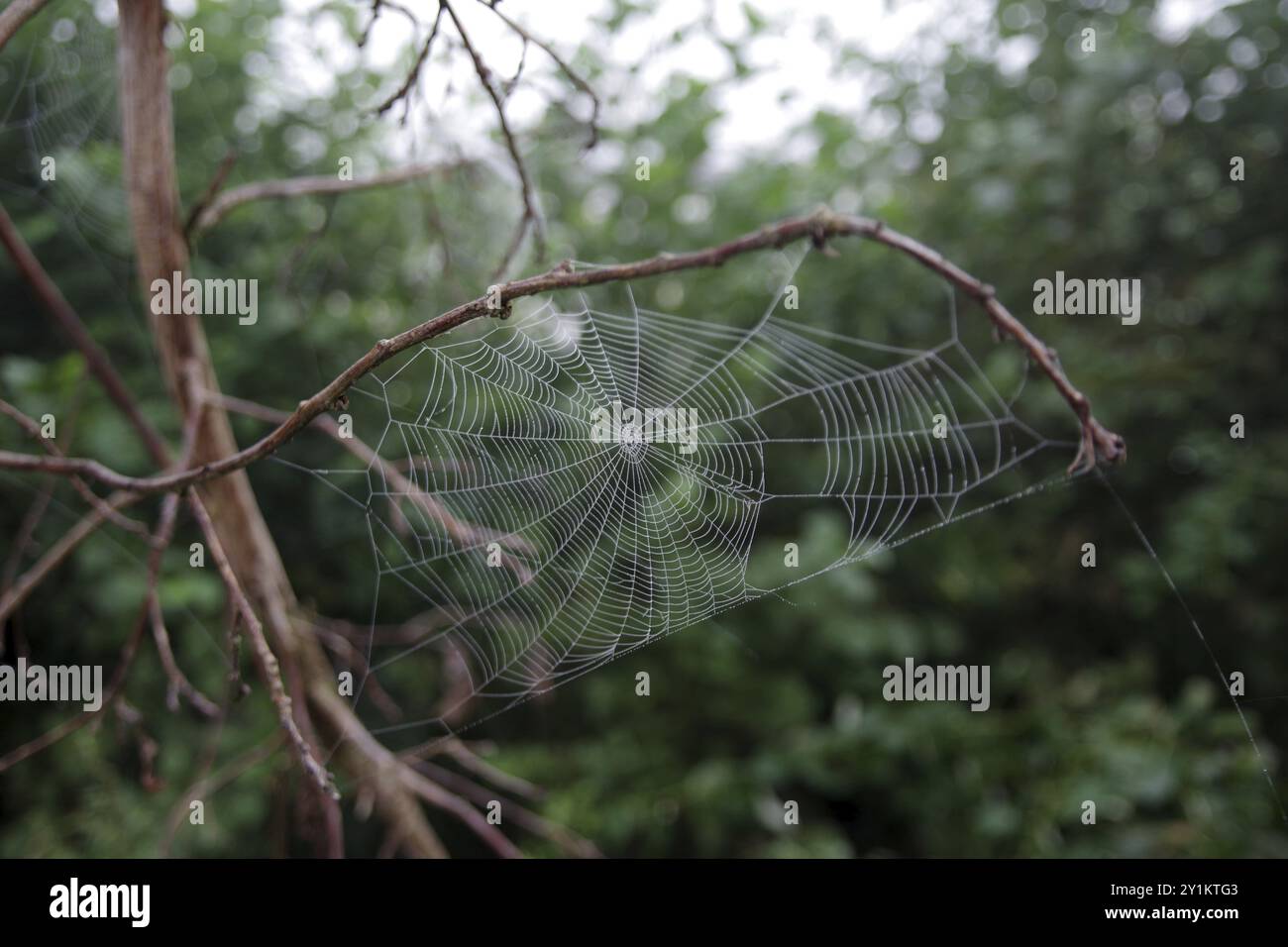 Spider web, Landscape, Morning, Forest, Germany, The spider web of a ...