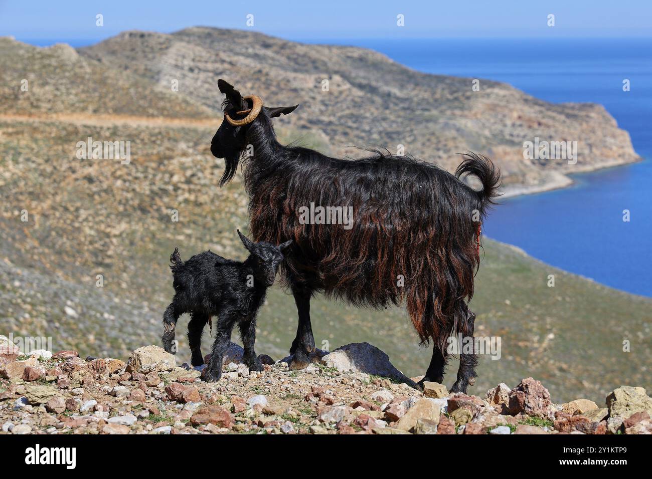 Goat (caprae) and newly born fawn on rocky ground with a coastal view ...