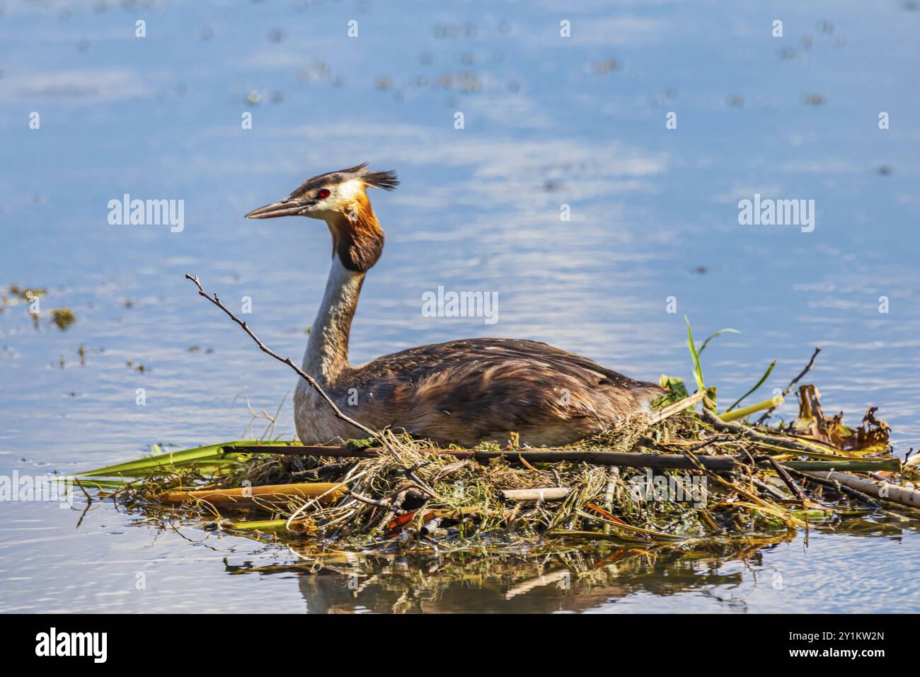 Great crested grebes birds hi-res stock photography and images - Alamy
