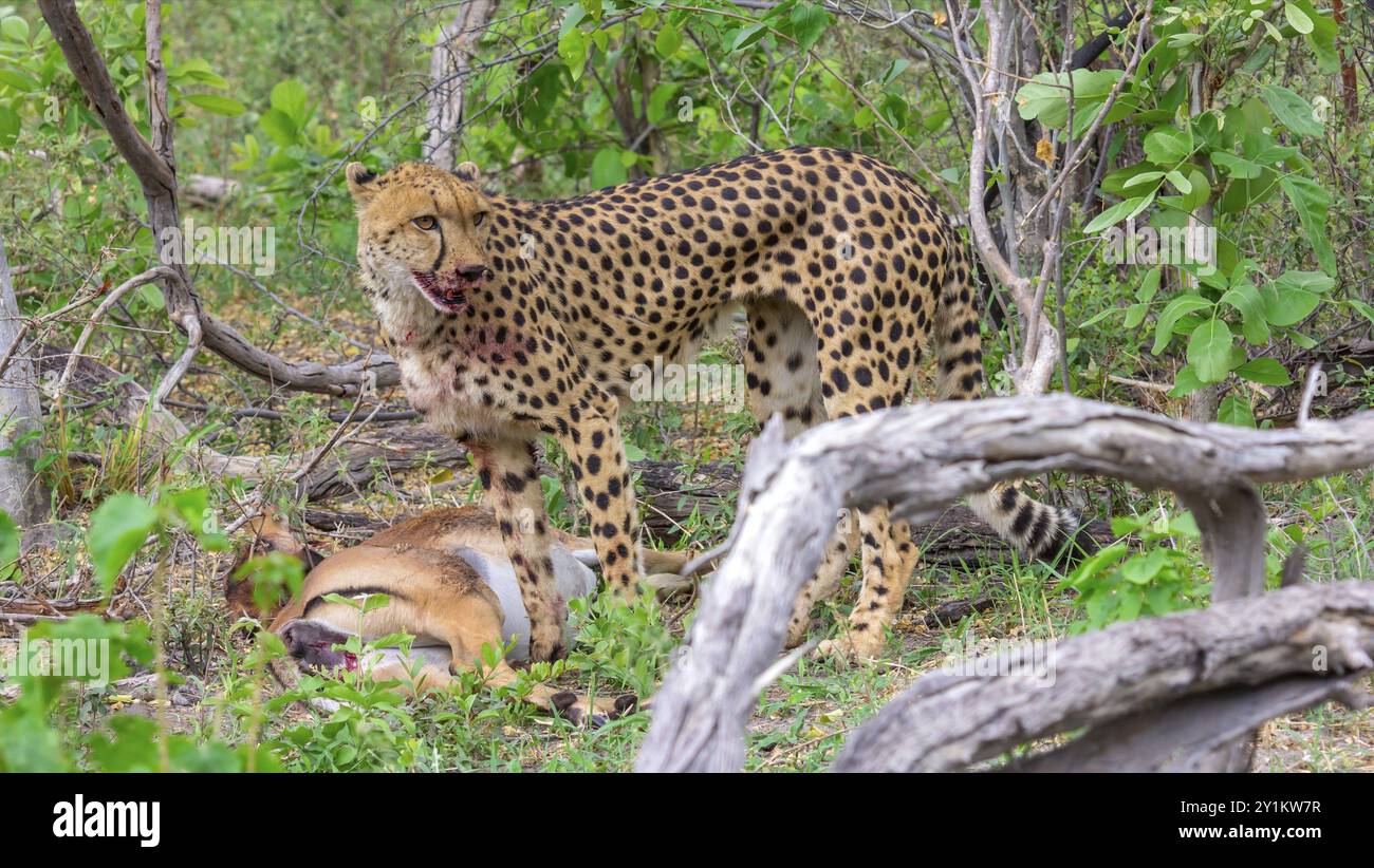 Cheetah eating prey hi-res stock photography and images - Alamy