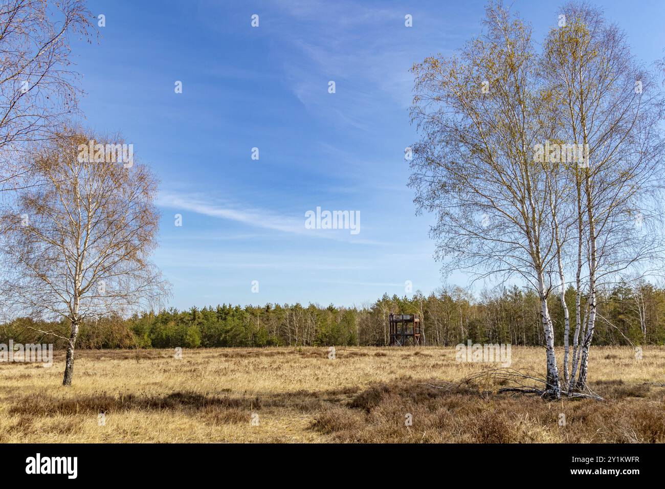 Heathland mammals hi-res stock photography and images - Alamy