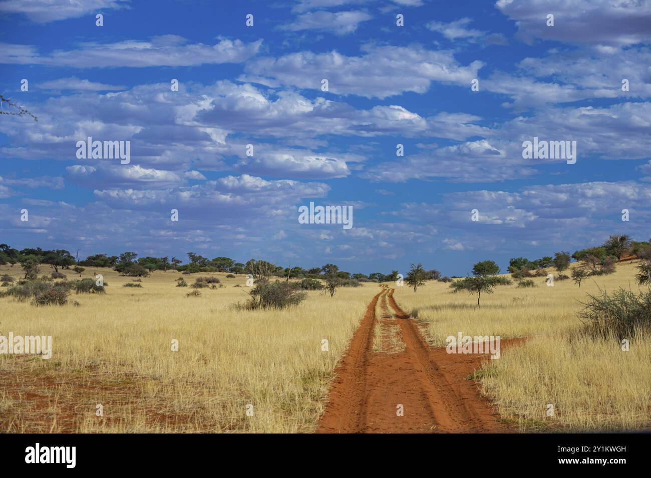 Kalahari grasslands hi-res stock photography and images - Alamy