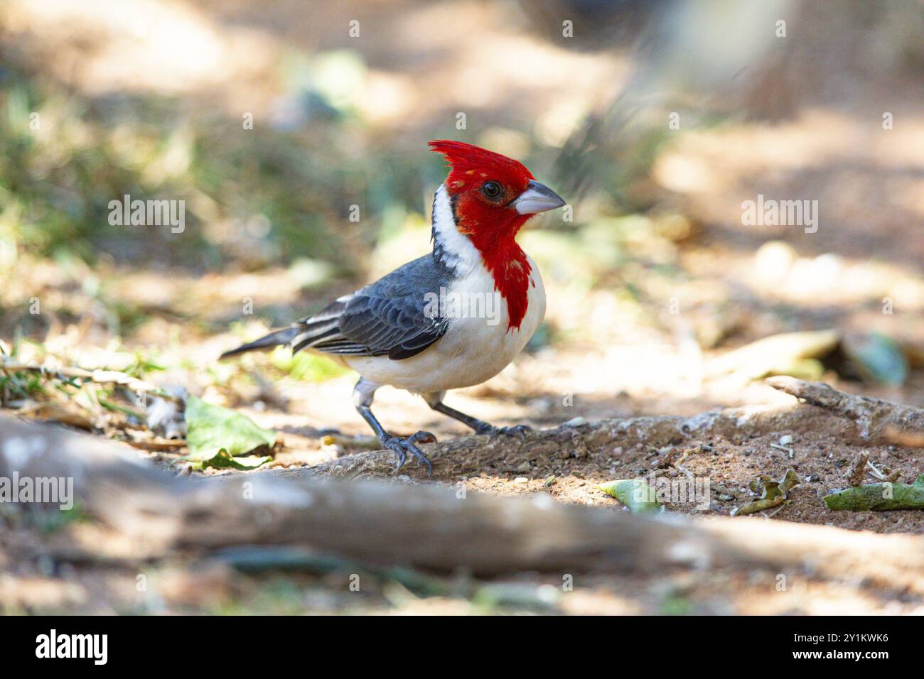 Red-crested Tanager (Paroaria coronata) Pantanal Brazil Stock Photo - Alamy