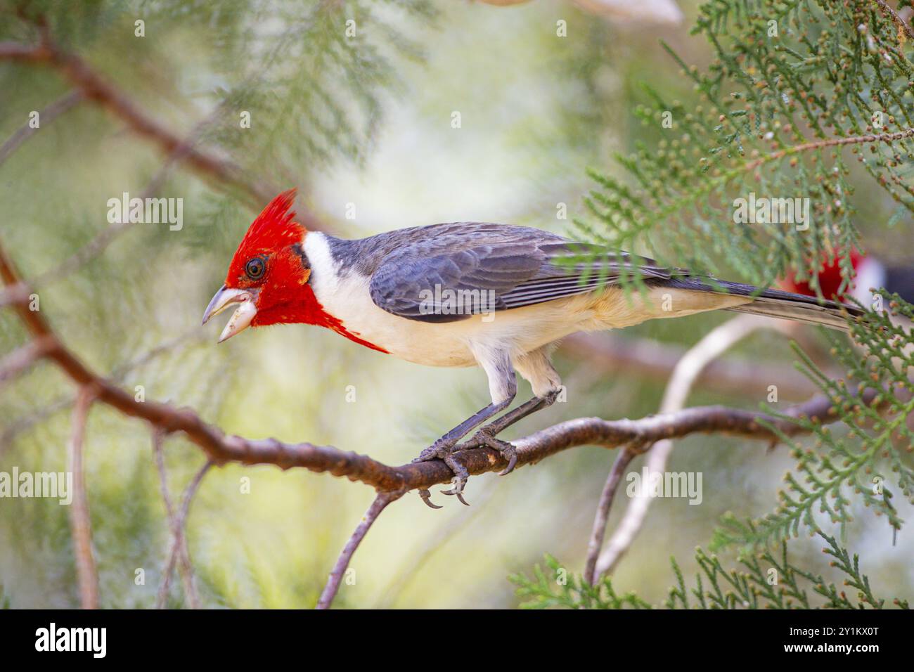 Red-crested Tanager (Paroaria coronata) Pantanal Brazil Stock Photo - Alamy