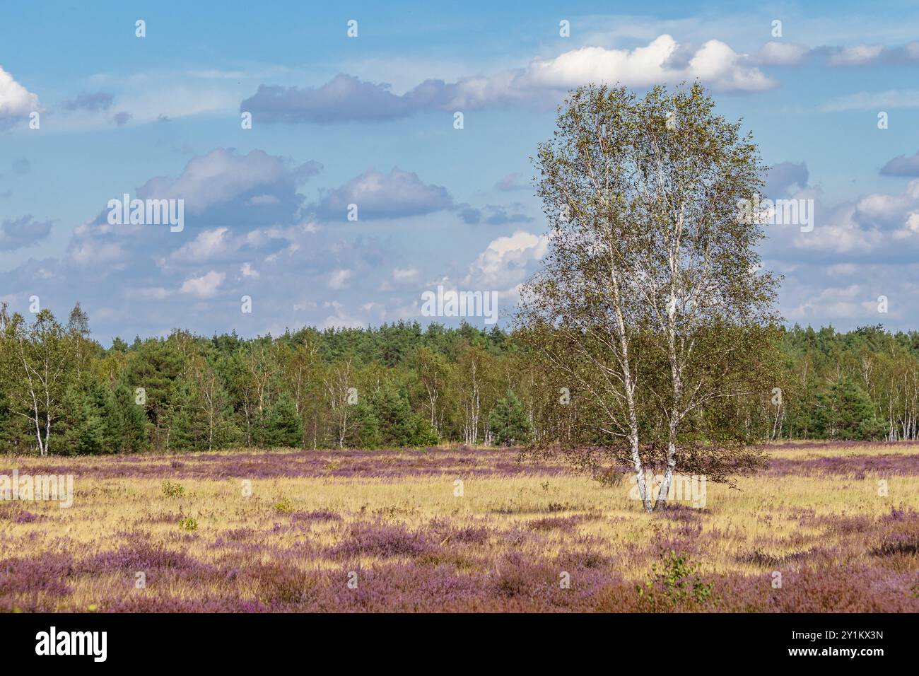 Heath landscapes hi-res stock photography and images - Alamy