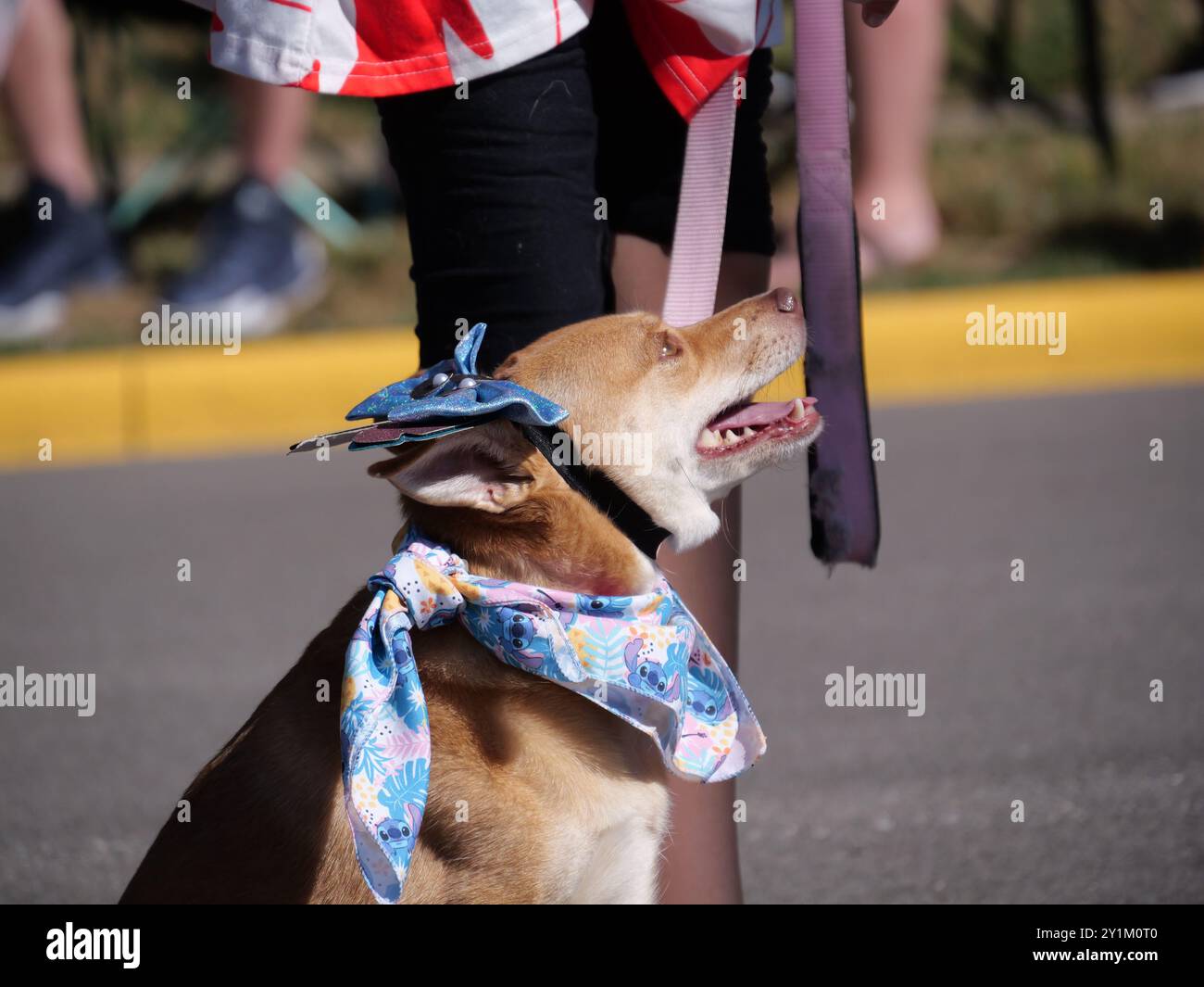 Olathe, Kansas - September 7, 2024: Johnson County Old Settlers Parade ...