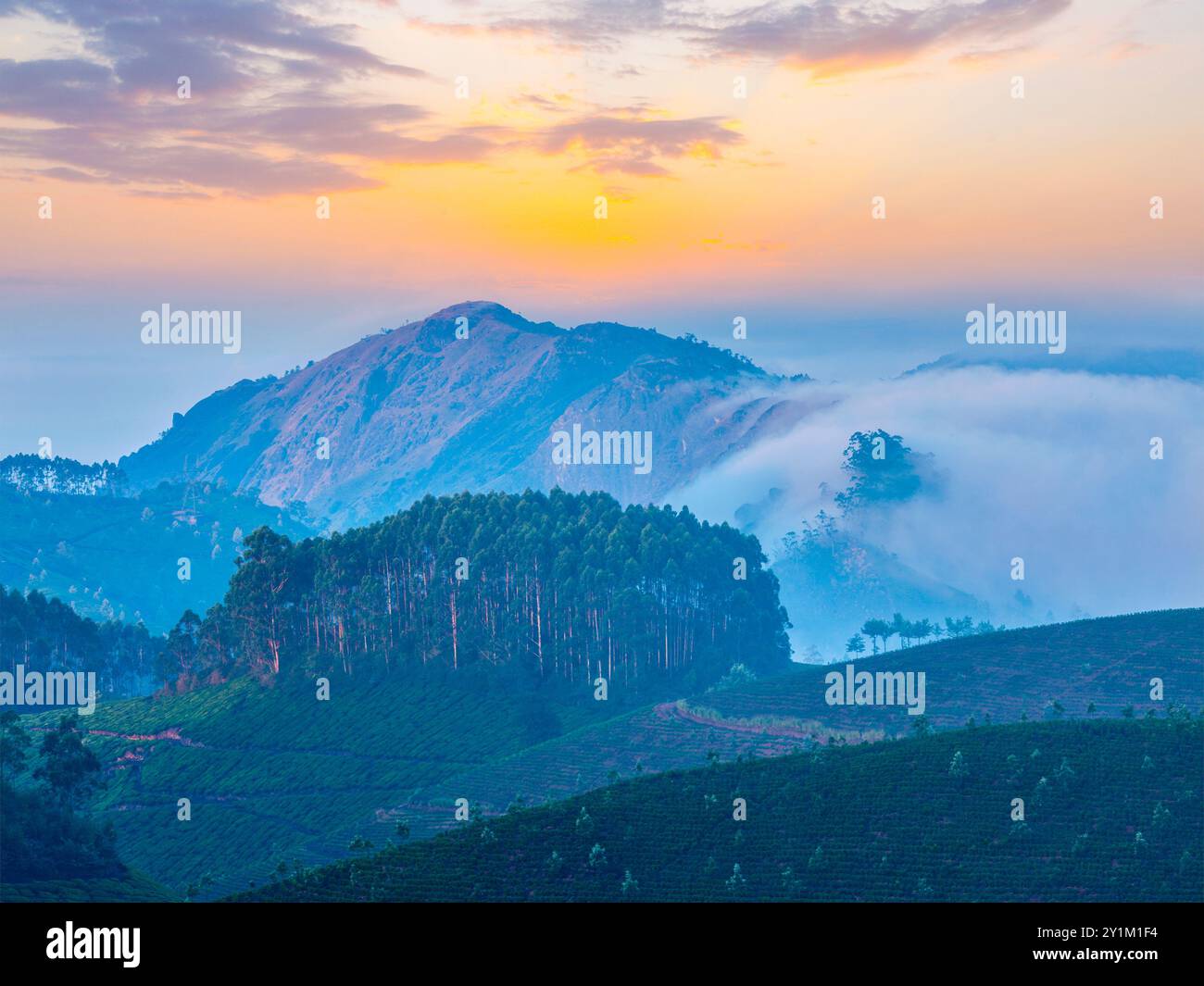 Kerala India travel background - sunrise and tea plantations in Munnar ...