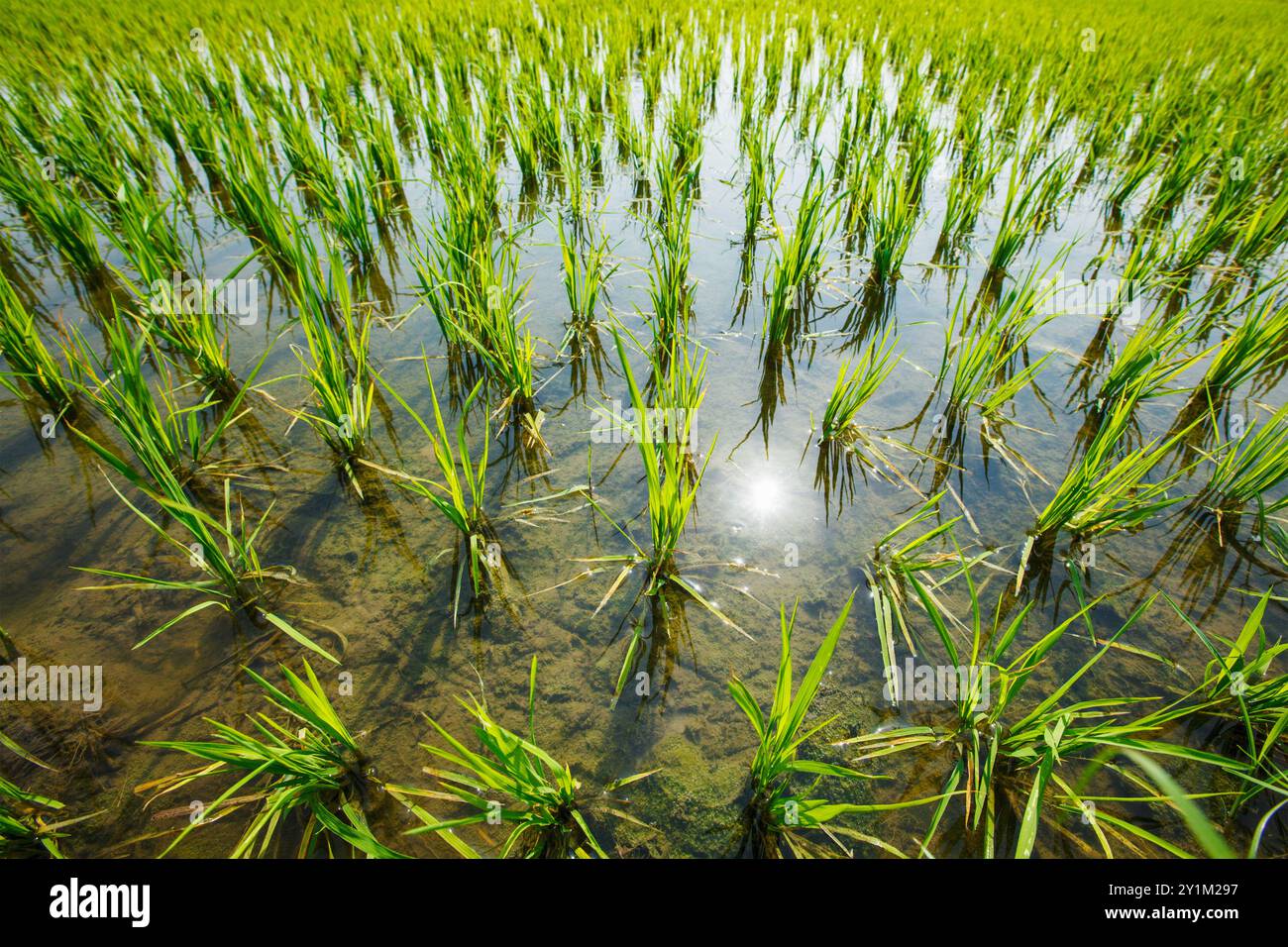 Rice paddy field, South India Stock Photo - Alamy