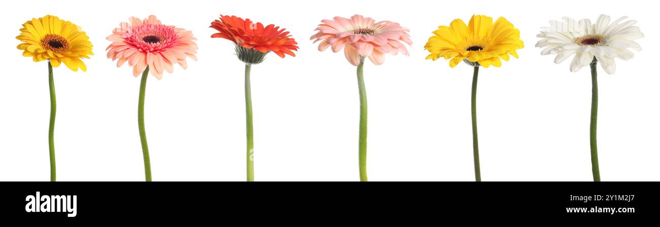 Beautiful gerbera flowers of different colors isolated on white, set ...