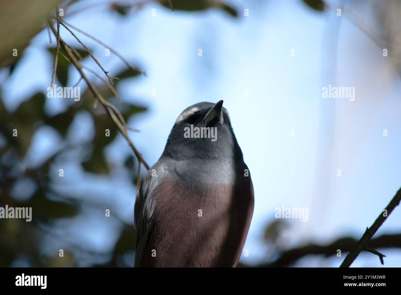 The white browed woodswallow is a grey bird with a dark grey face and ...