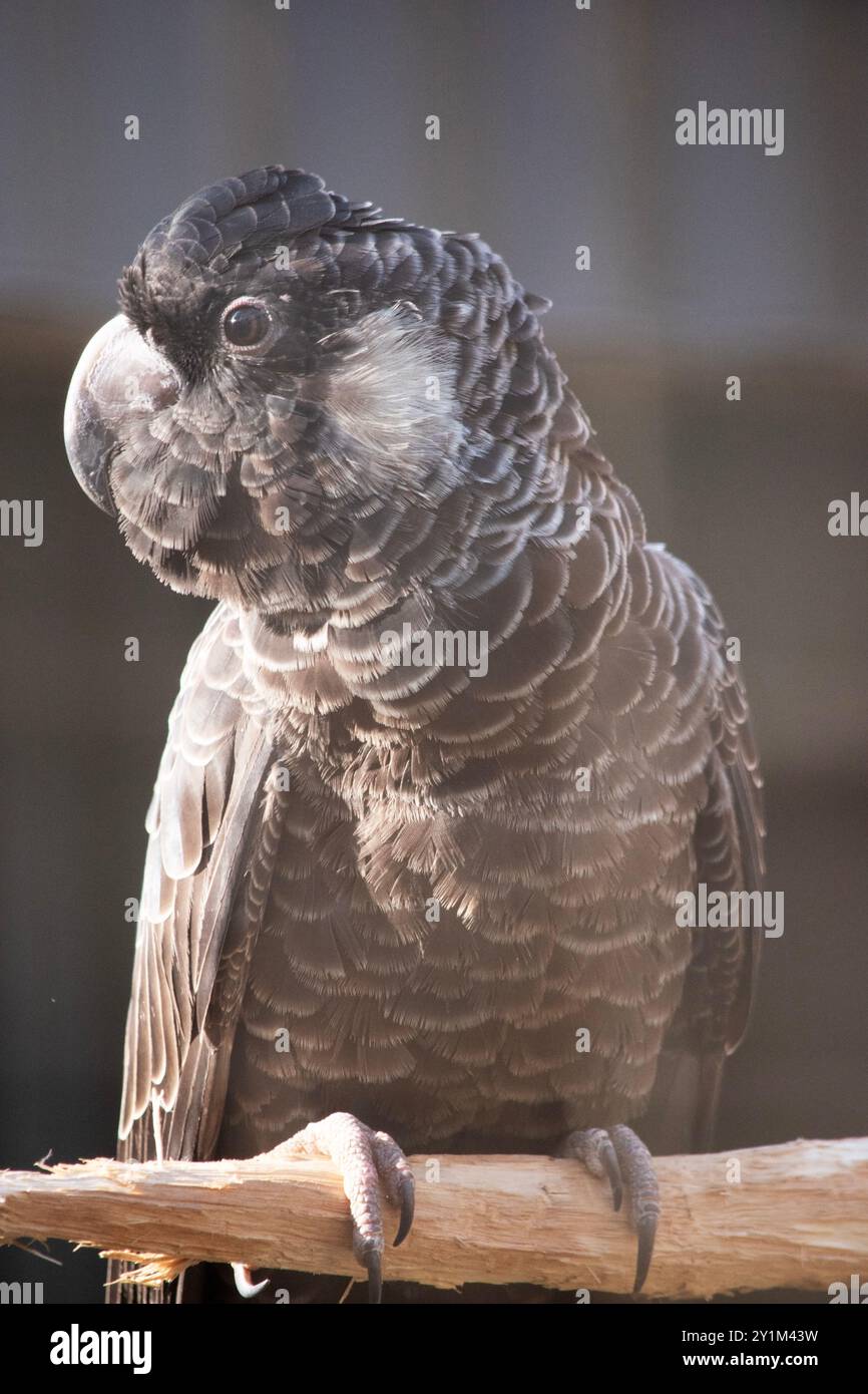 The white tailed cockatoo is a black bird with white edging around its ...