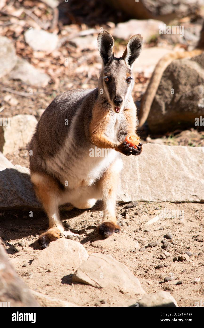 The Yellow-footed Rock-wallaby is brightly coloured with a white cheek ...