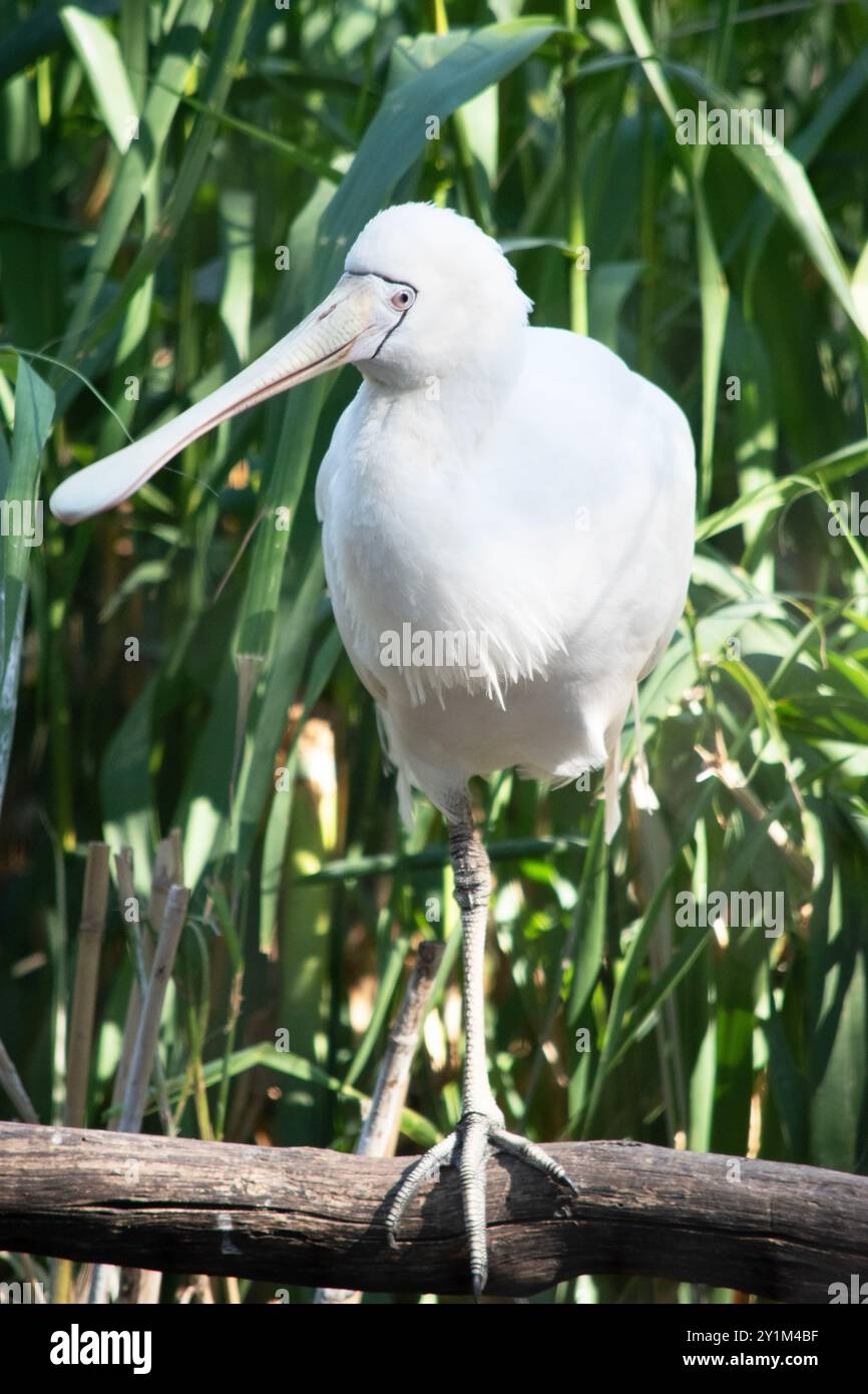 The yellow spoonbill is a large white sea bird with a cream bill that ...