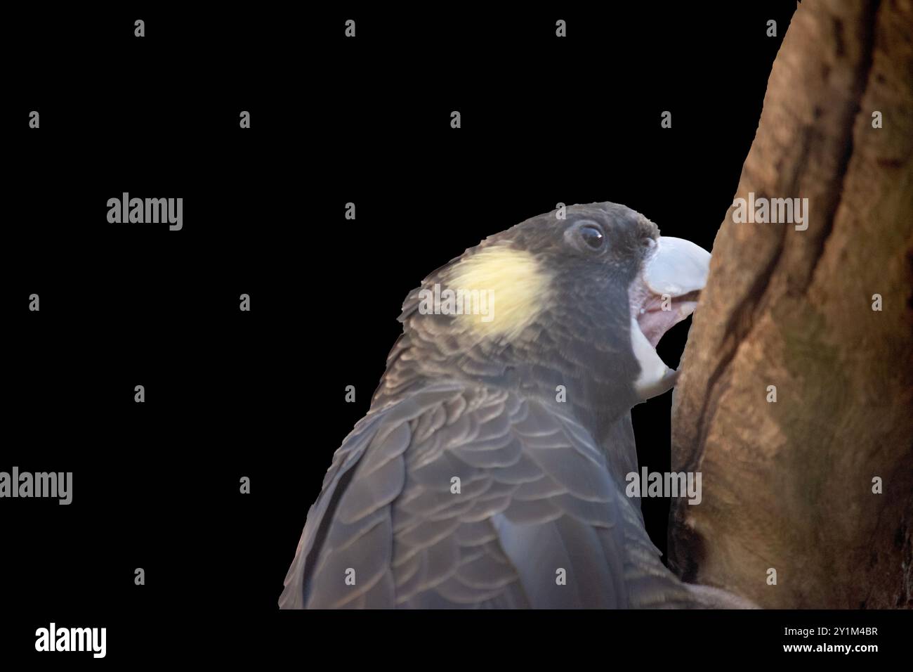 the yellow tailed cockatoo is a black bird with yellow edging on its ...
