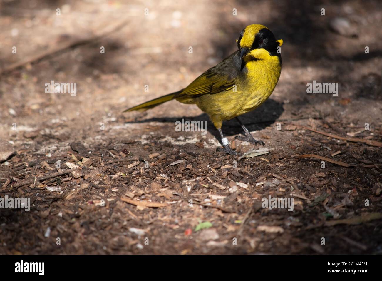 the yellow tufted honeyeater has a bright yellow forehead, crown and ...