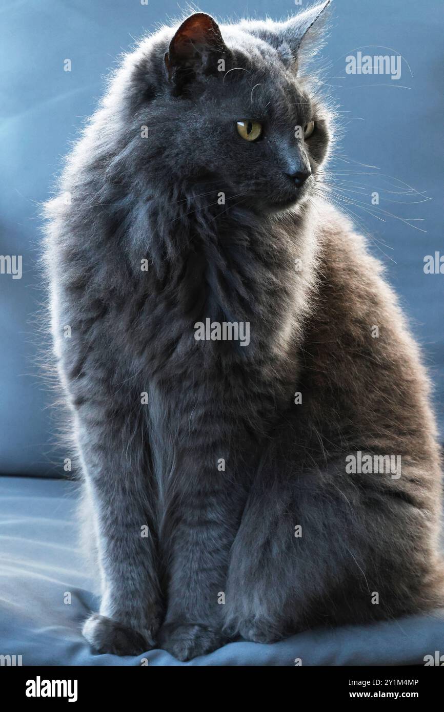 Cute, cuddly cat hanging out waiting for pets, and lunch. Feline, kitty ...