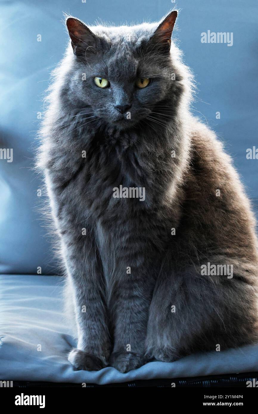 Cute, cuddly cat hanging out waiting for pets, and lunch. Feline, kitty ...