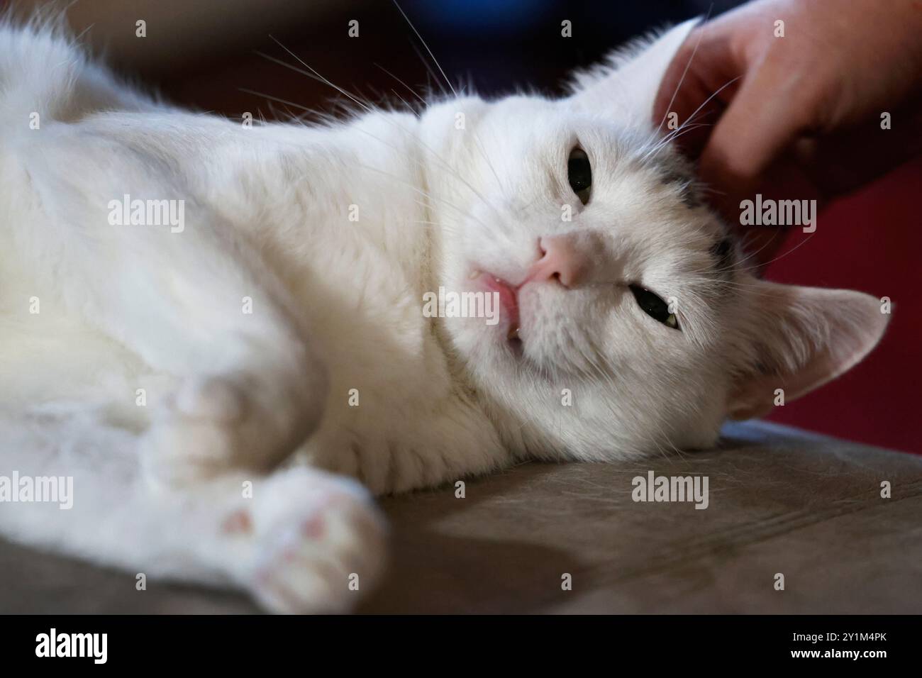 Cute, cuddly cat hanging out waiting for pets, and lunch. Feline, kitty ...