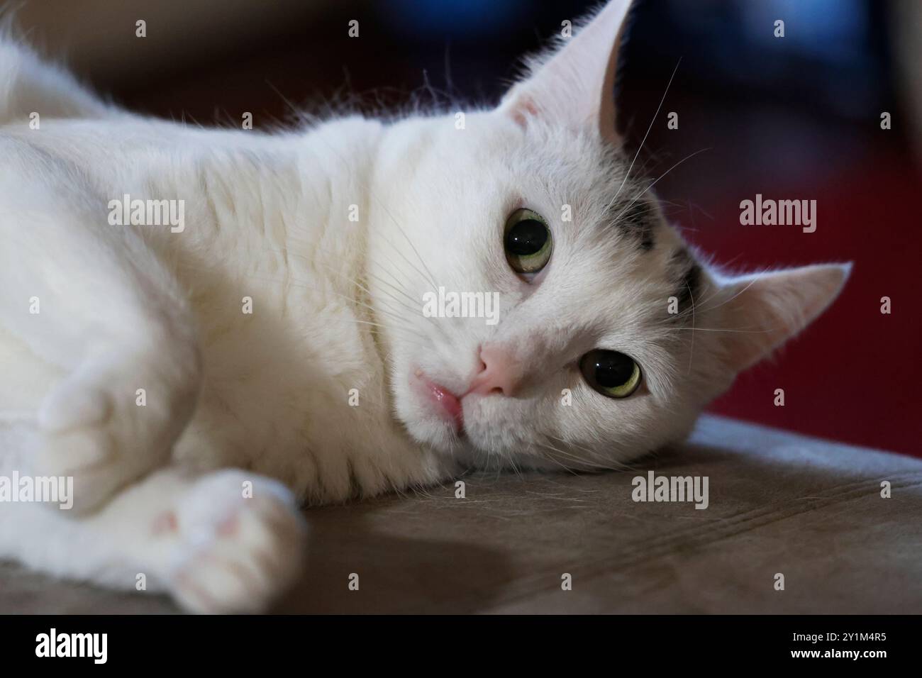 Cute, cuddly cat hanging out waiting for pets, and lunch. Feline, kitty ...