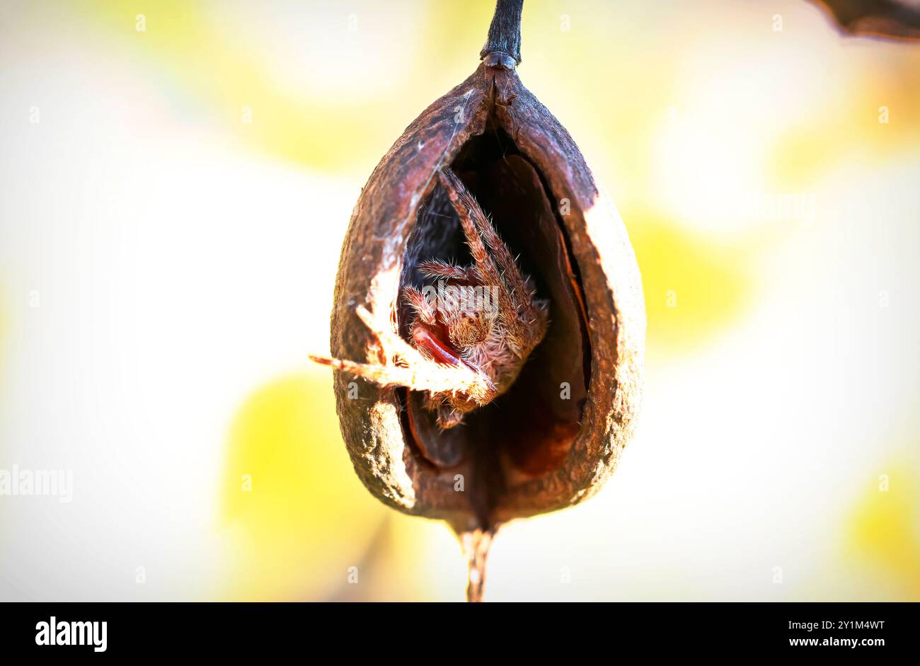 Nature found in an industrial block, tiny spider in a seed pod, and it ...