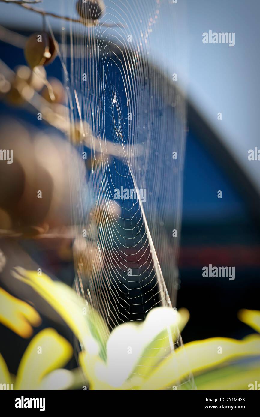 Nature found in an industrial block, tiny spider in a seed pod, and it ...