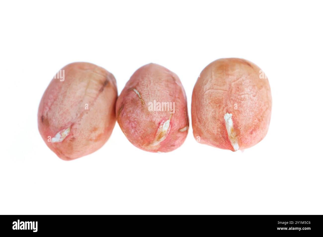 Peeled peanut kernels isolated on a white background, shot up close ...