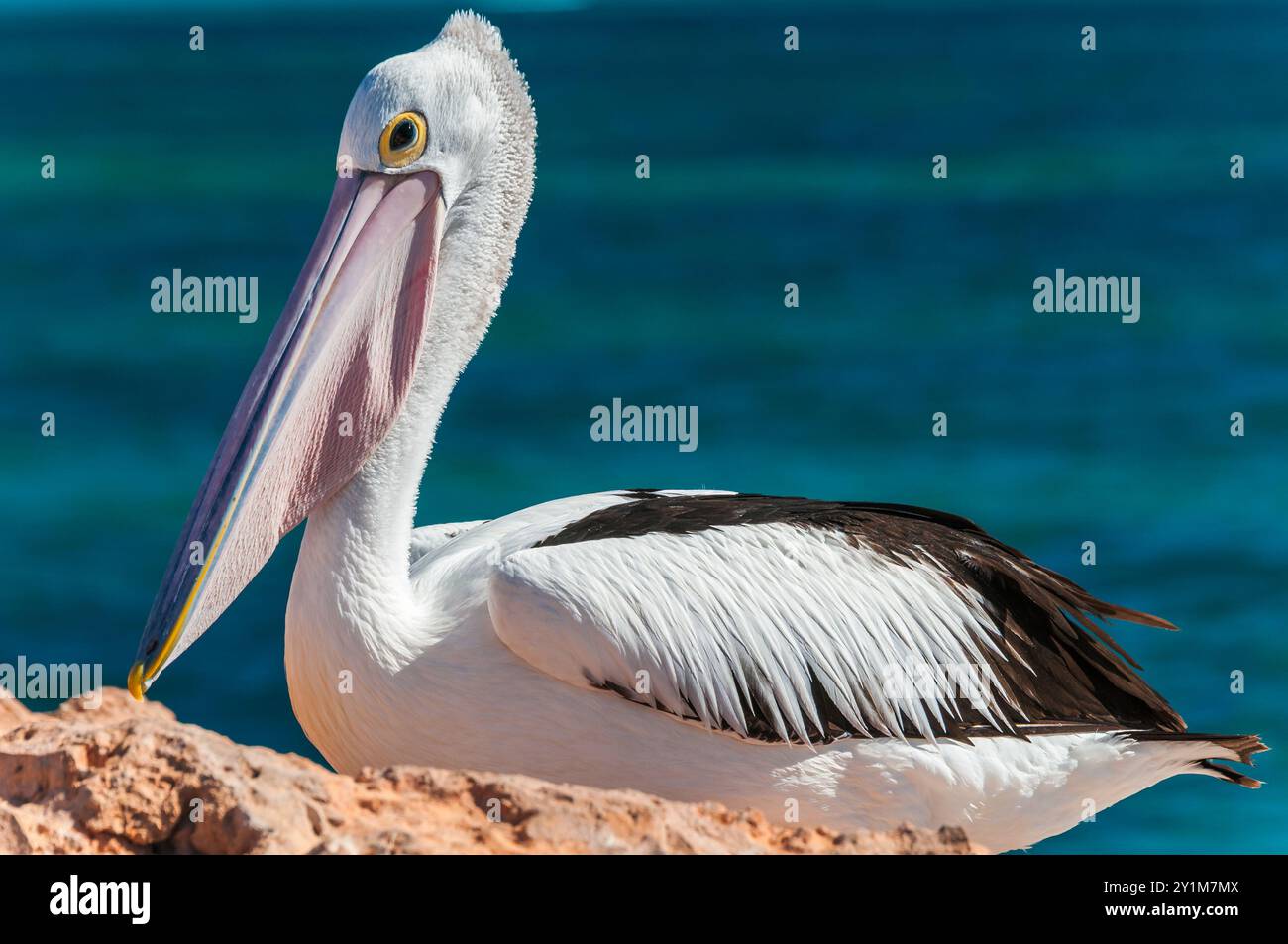 Pelican sitting hi-res stock photography and images - Alamy