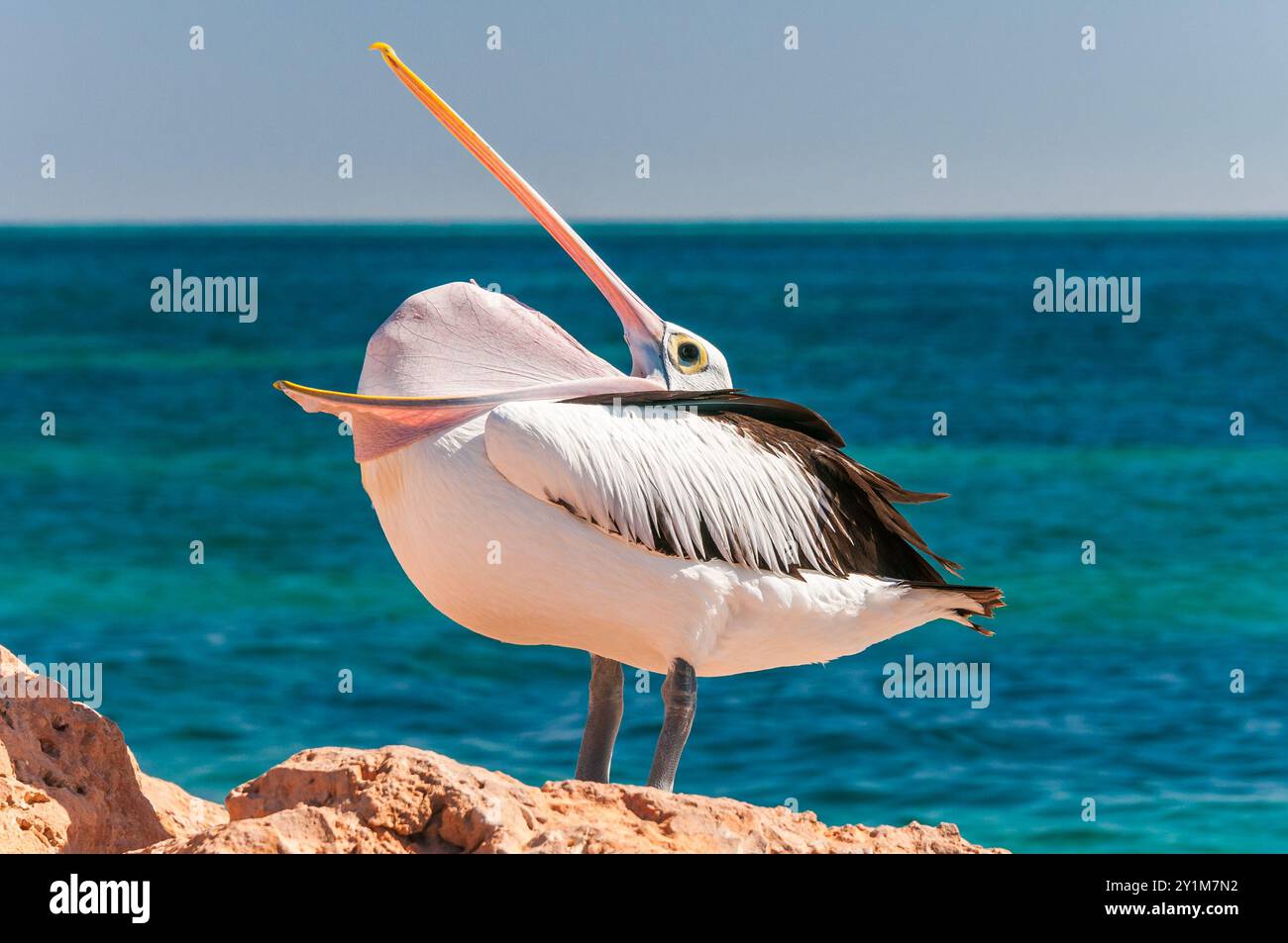 An Australian pelican stands on the rock wall at Coral Bay in Western ...