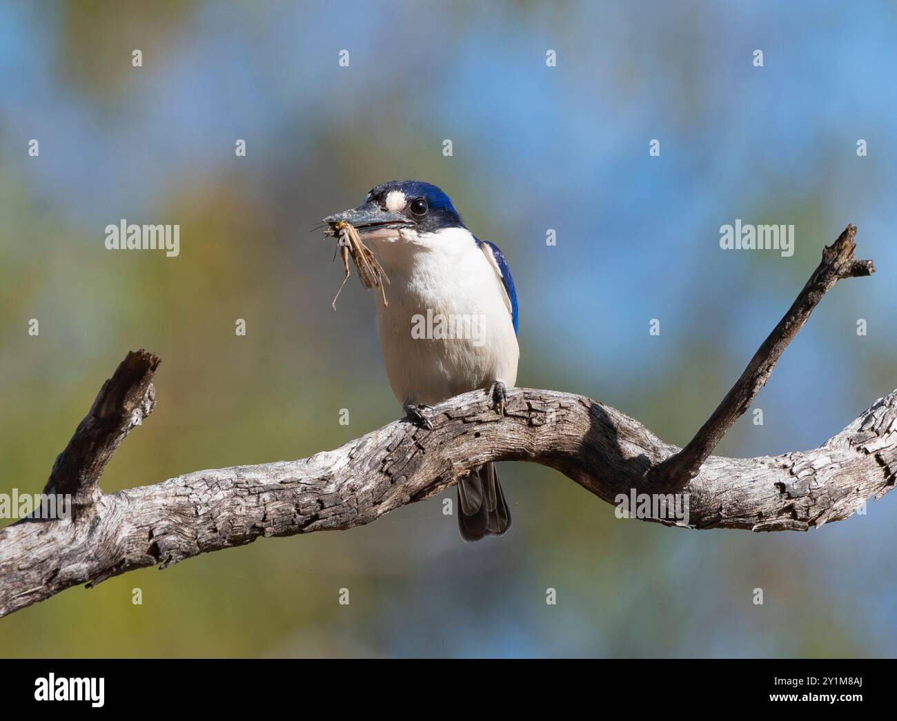 Forest Kingfisher (Todiramphus macleayii) perched on a branch with ...