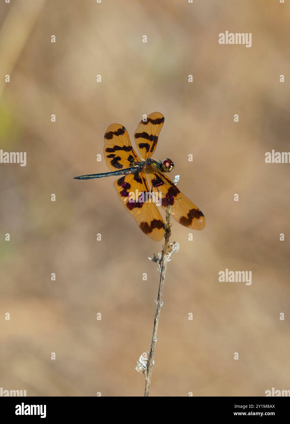 Banded flutterer hi-res stock photography and images - Alamy