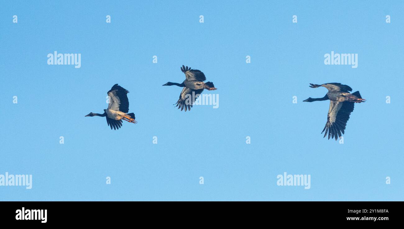 Three Magpie Geese (Anseranas semipalmata) in flight formation ...