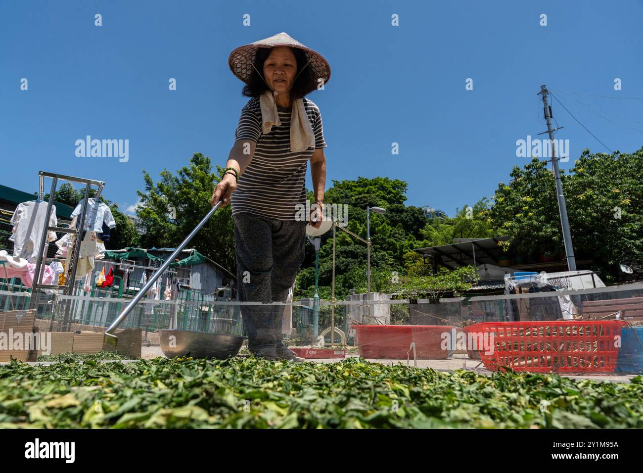 Villager Chan Shun-hong dries her harvested vegetables at the Cha Kwo ...