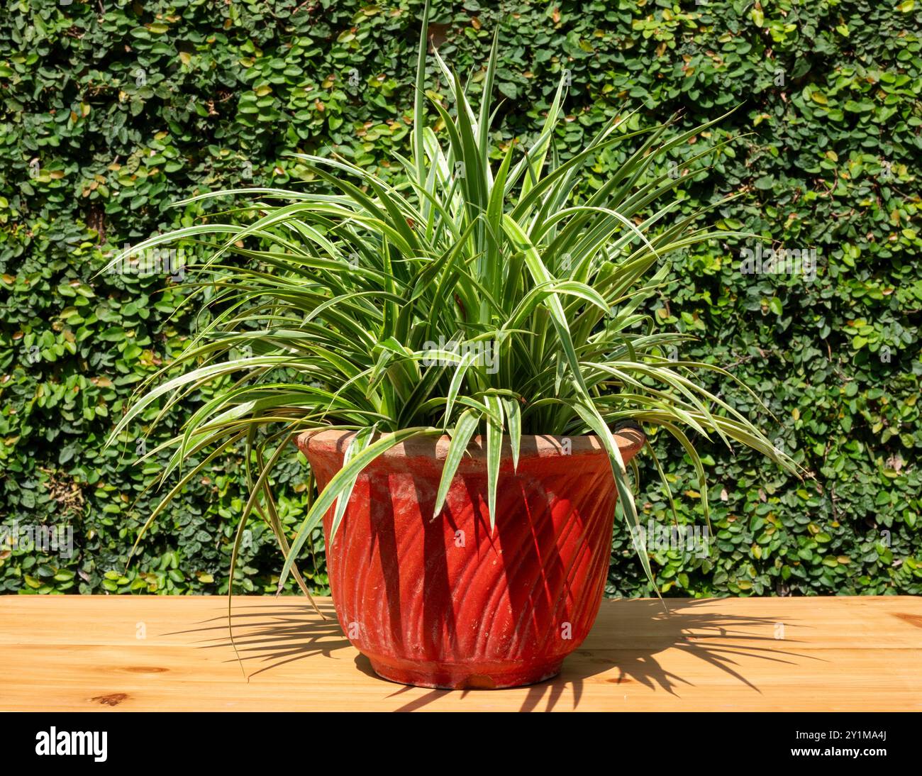 Common spider grass (Reverse spider plant) has green leaves with off ...
