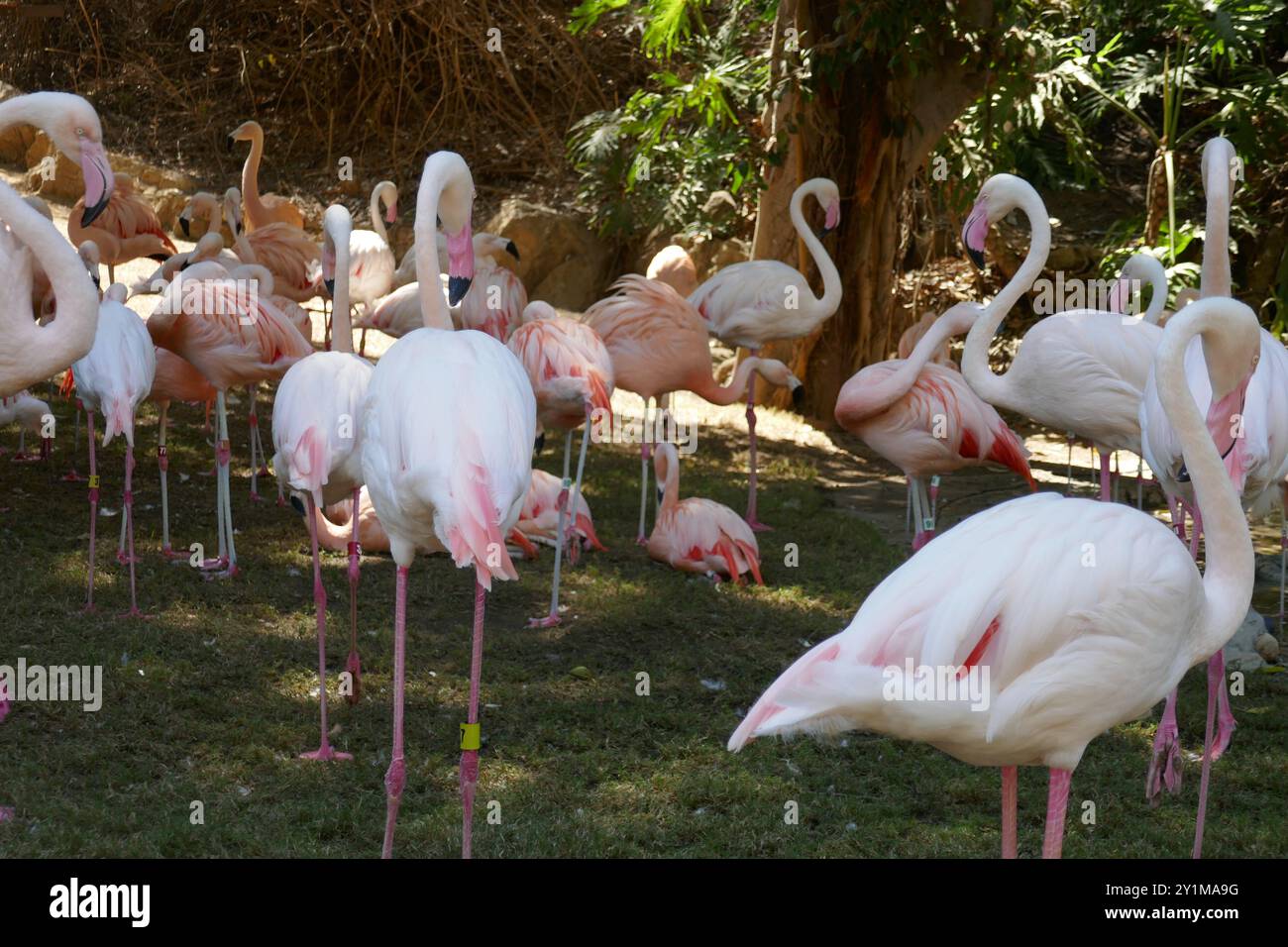Los Angeles, California, USA 5th September 2024 Flamingos at LA Zoo on ...