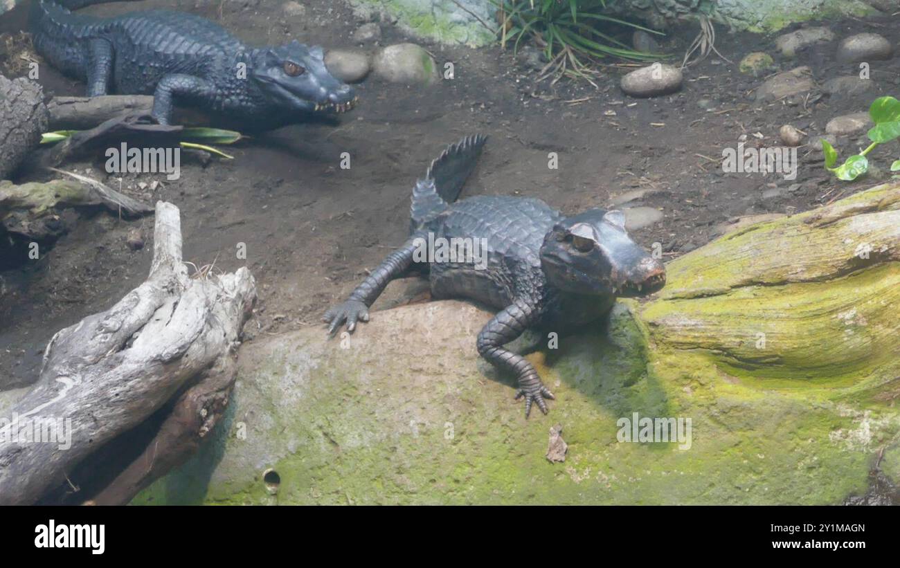 Los Angeles, California, USA 5th September 2024 Dwarf Caiman at ...