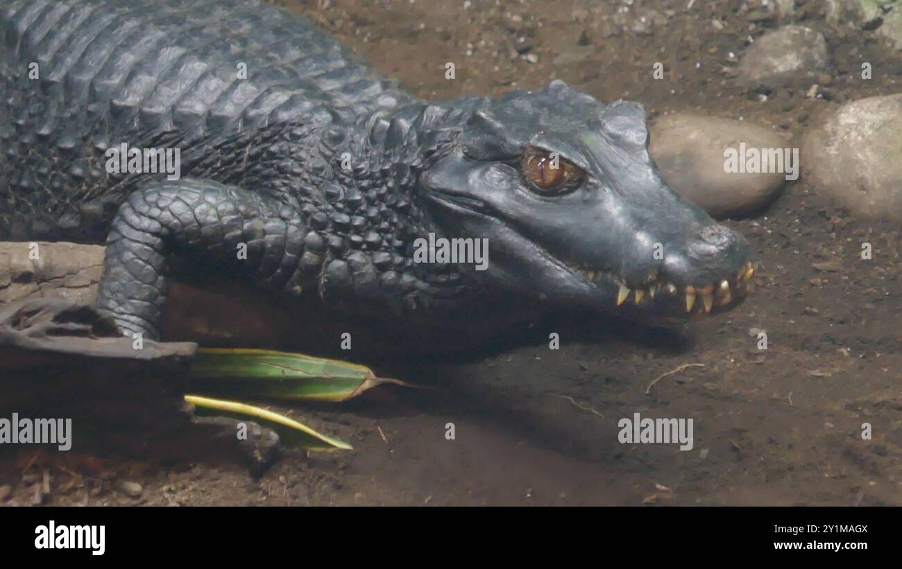 Los Angeles, California, USA 5th September 2024 Dwarf Caiman at ...