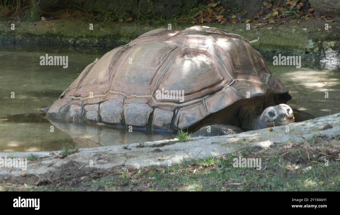 Los Angeles, California, USA 5th September 2024 Aldabra Tortoise at LA ...