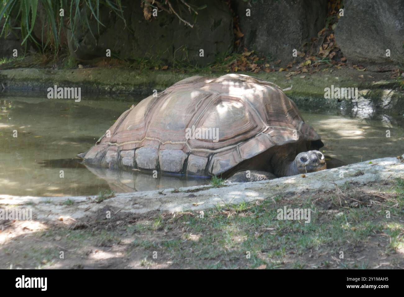 Los Angeles, California, USA 5th September 2024 Aldabra Tortoise at LA ...