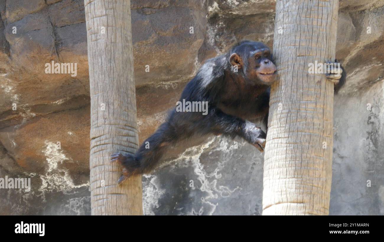 Los Angeles, California, USA 5th September 2024 Chimpanzee climbing ...