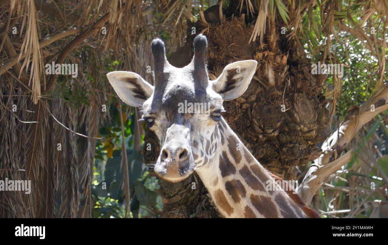 Los Angeles, California, USA 5th September 2024 Maasai Giraffe, Masai ...