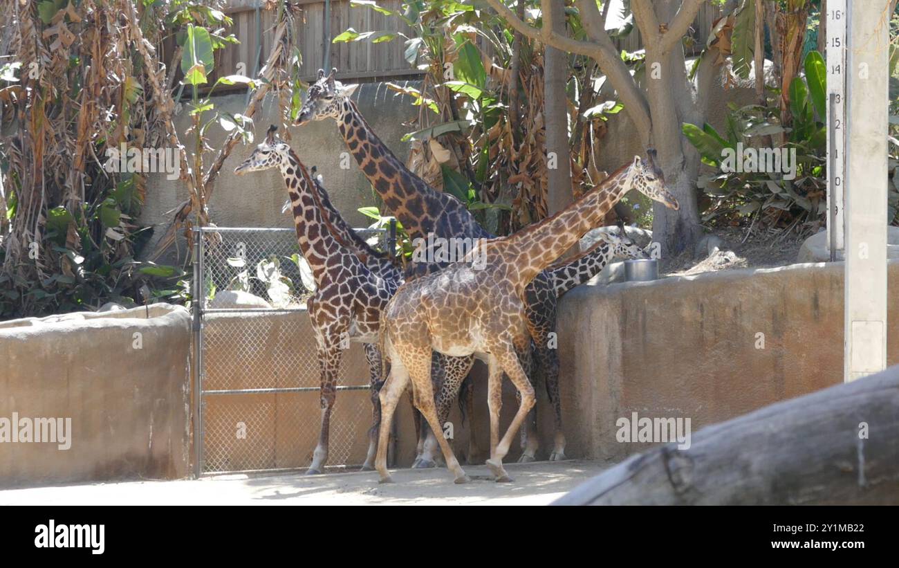Los Angeles, California, USA 5th September 2024 Maasai Giraffes, Masai ...