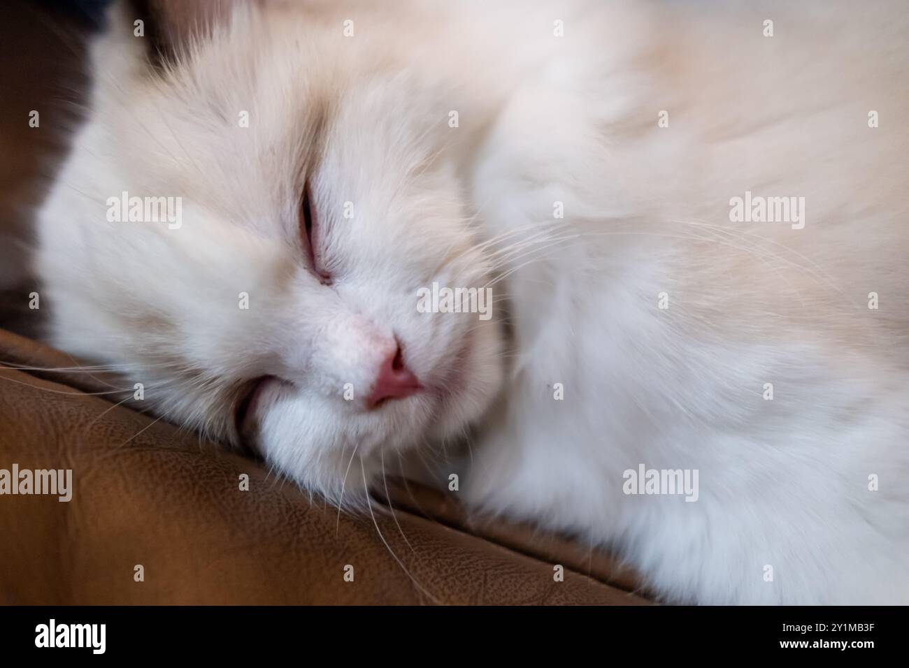Cute, small Ragdoll cat. 4 months old Stock Photo - Alamy